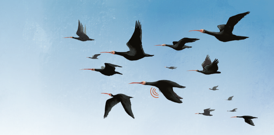 Follow the Animals! | Convention on the Conservation of Migratory ...
